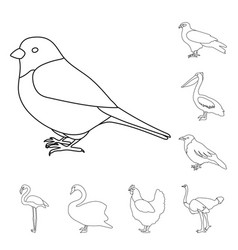 Types birds outline icons in set collection Vector Image