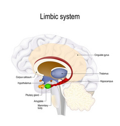 Human brain anatomy diagram Royalty Free Vector Image
