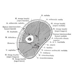 Cross section through arm below axilla vintage Vector Image