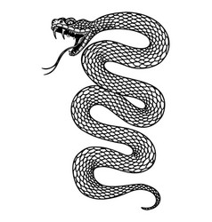 Python Royalty Free Vector Image - VectorStock