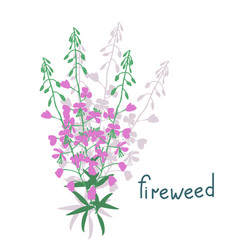 Fireweed Vector Images (over 100)