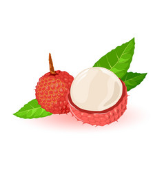 Litchi Vector Images (over 680)