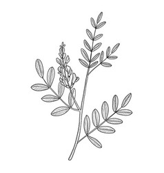Licorice root bunch drawing botanical Royalty Free Vector