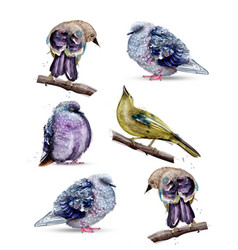 Pigeon birds watercolor colorful painted Vector Image