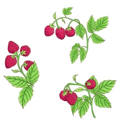 Raspberry frame Royalty Free Vector Image - VectorStock