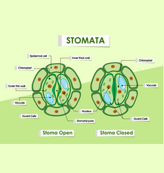 Diagram showing open and closed stomata Royalty Free Vector