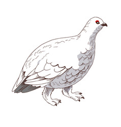 Ptarmigan Vector Images (40)