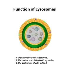 Structure of lysosomes Infographics on isolated Vector Image