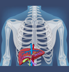 X-ray of human body with internal organs Vector Image