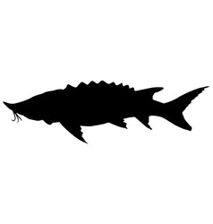 Sturgeon Vector Images (over 480)