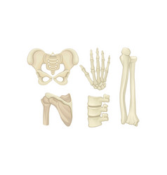 Anatomy of lumbar spine part of human backbone Vector Image