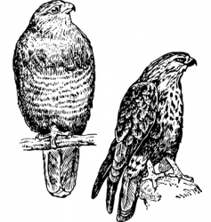 Bird apodes Royalty Free Vector Image - VectorStock