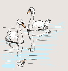 Hand drawing swans Royalty Free Vector Image - VectorStock