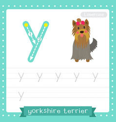 Letter y lowercase tracing practice worksheet Vector Image