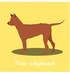 Red thai ridgeback dog breed standing Royalty Free Vector
