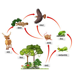 Diagram showing food web in rainforest Royalty Free Vector