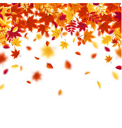 Autumn falling leaves nature background with red Vector Image