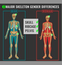 Female and male skeleton differences Royalty Free Vector