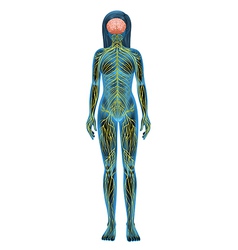 Human nervous system Royalty Free Vector Image