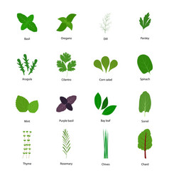 Collection of fresh herbs Royalty Free Vector Image