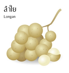 Longan fruit Royalty Free Vector Image - VectorStock