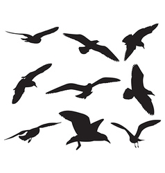 Seagulls Royalty Free Vector Image - VectorStock
