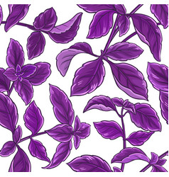 Basil set Royalty Free Vector Image - VectorStock