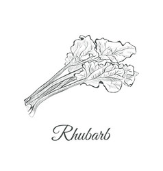 Rhubarb Vector Images (over 150)
