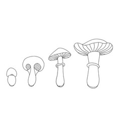 The life cycle mushrooms stages mushroom Vector Image