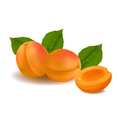 Apricot Vector Images (over 4,500)