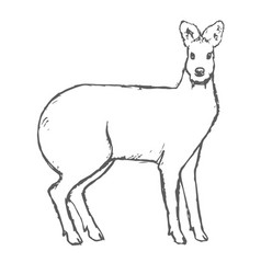 Hand drawn musk deer sketch on white Royalty Free Vector