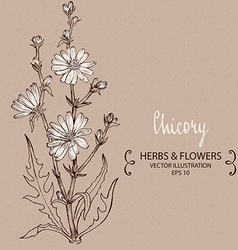 Chicory cichorium intybus Royalty Free Vector Image