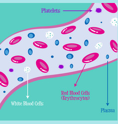 Basic blood components Royalty Free Vector Image