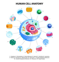Membrane Plasma Diagram Vector Images (83)