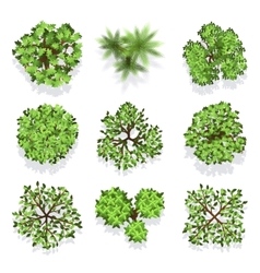 Top view tree green trees with leaves and bushes Vector Image Top view tree green trees with leaves and bushes Vector Image
