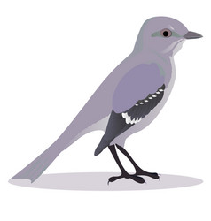 Mockingbird Vector Images (57)