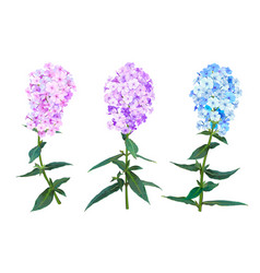 Floral Bouquets Royalty Free Vector Image - VectorStock