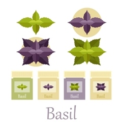 Basil set Royalty Free Vector Image - VectorStock