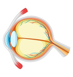 Human eye Royalty Free Vector Image - VectorStock