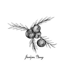 Juniper Berries Vector Images (over 830)