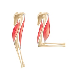 Anatomy human elbow Royalty Free Vector Image - VectorStock