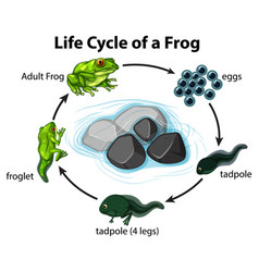 Food chain diagram concept Royalty Free Vector Image