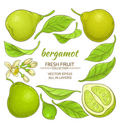 Bergamot Isolated Royalty Free Vector Image - VectorStock