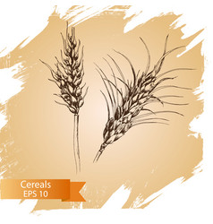 Hand drawing ears of rye Royalty Free Vector Image