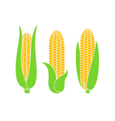 Corn stalk Royalty Free Vector Image - VectorStock