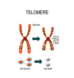Telomeres cell structure Royalty Free Vector Image