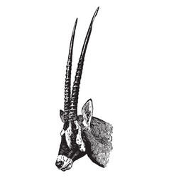 Gemsbok Vector Images (70)