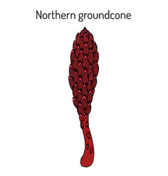 Northern groundcone boschniakia rossica Royalty Free Vector