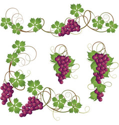 Red grape vine Royalty Free Vector Image - VectorStock