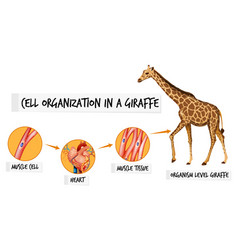 Diagram showing cell organization in a zebra Vector Image